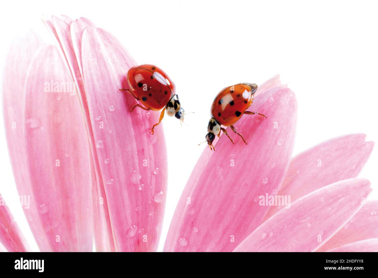 ladybird, loyalty, lucky ladybirds, ladybeetles, loyalties Stock Photo ...