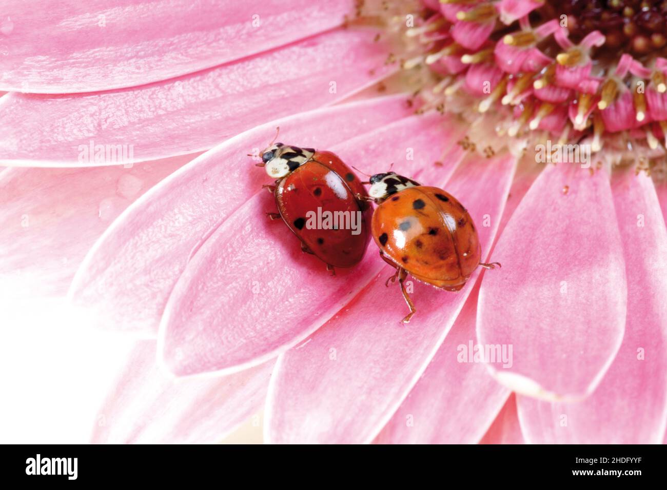 ladybird, good luck charm, ladybeetles, good luck charms Stock Photo ...