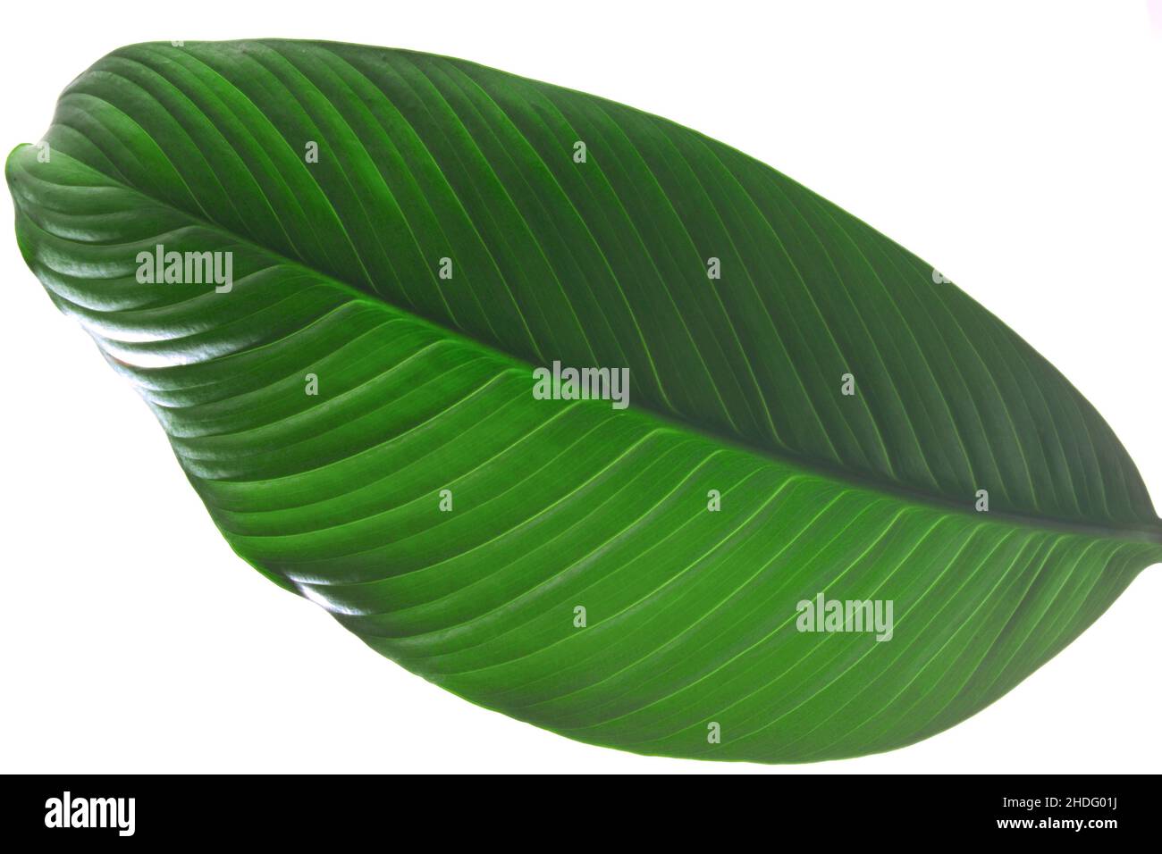 leaf, leaf shape, leafs, leaf shapes Stock Photo - Alamy