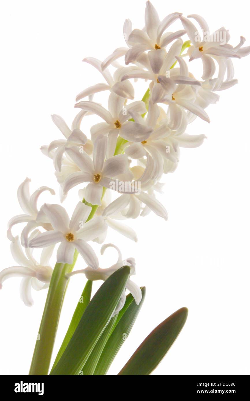 Hyacinths white cut out hi-res stock photography and images - Alamy