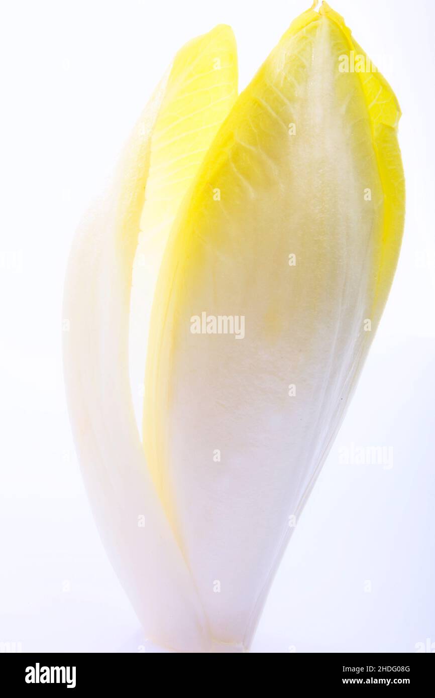 chicory, chiccory, chicories, endive Stock Photo - Alamy