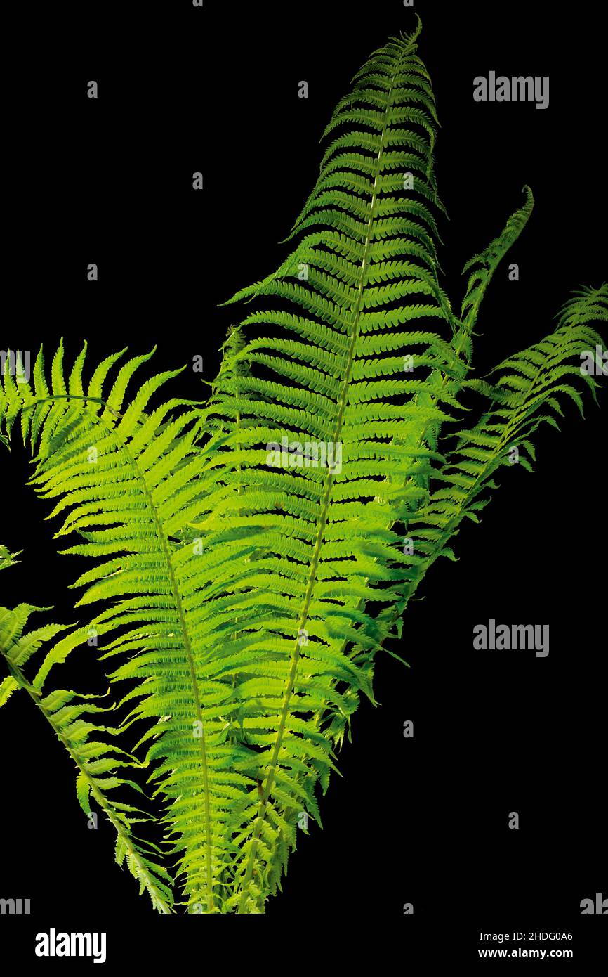 fern, fern branch, ferns, fern branchs Stock Photo - Alamy