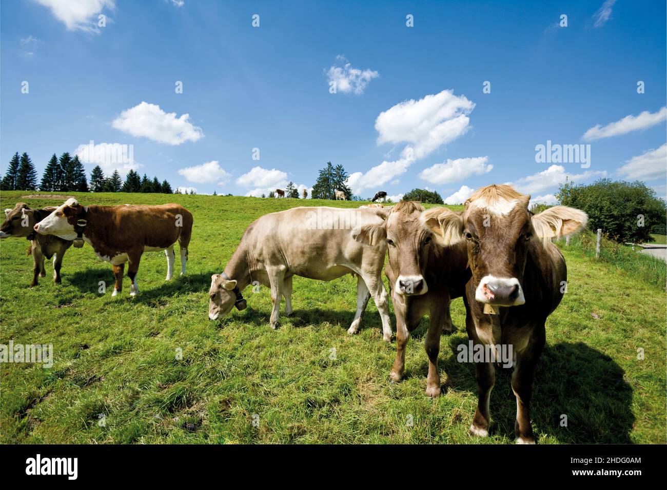 Herd nutrition hi-res stock photography and images - Alamy