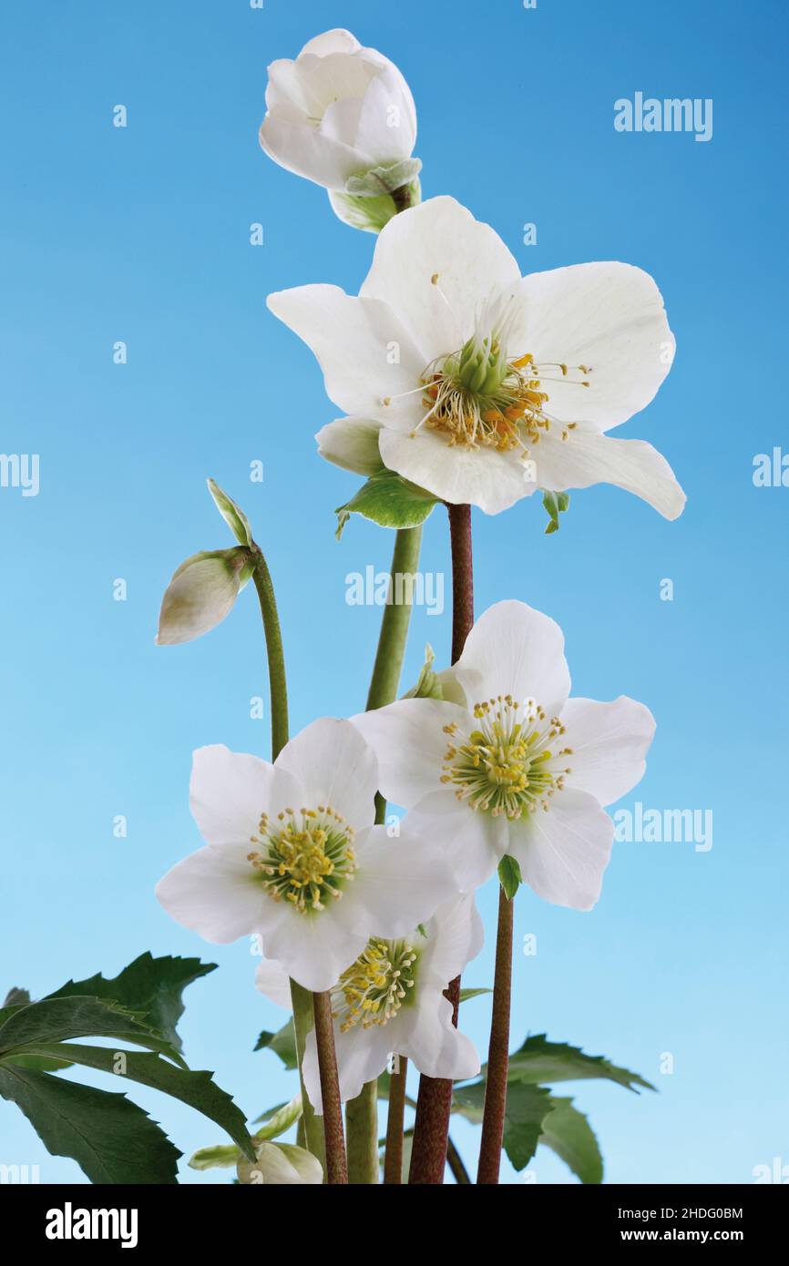 christian rose, christian roses Stock Photo - Alamy