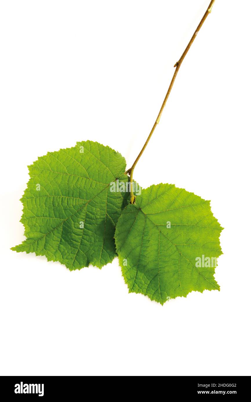 hazel tree, hazel trees Stock Photo - Alamy