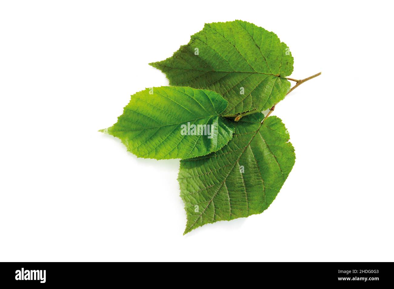 hazel tree, hazel trees Stock Photo - Alamy