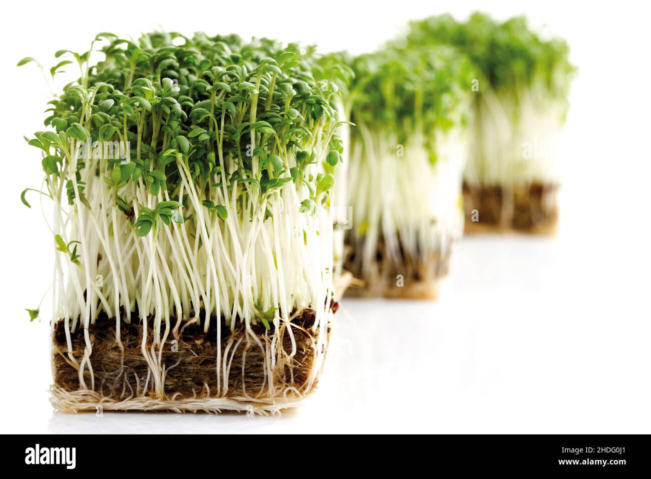 Cress seedlings Cut Out Stock Images & Pictures - Alamy
