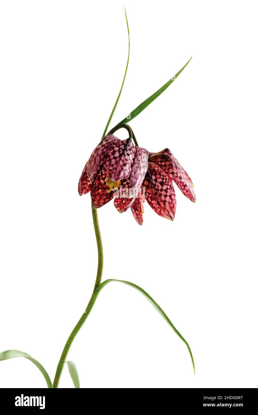 White chess flower hi-res stock photography and images - Alamy