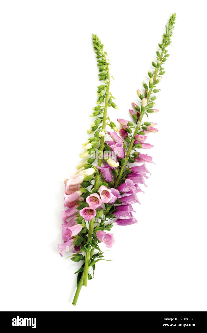 Foxglove foxgloves Cut Out Stock Images & Pictures - Alamy