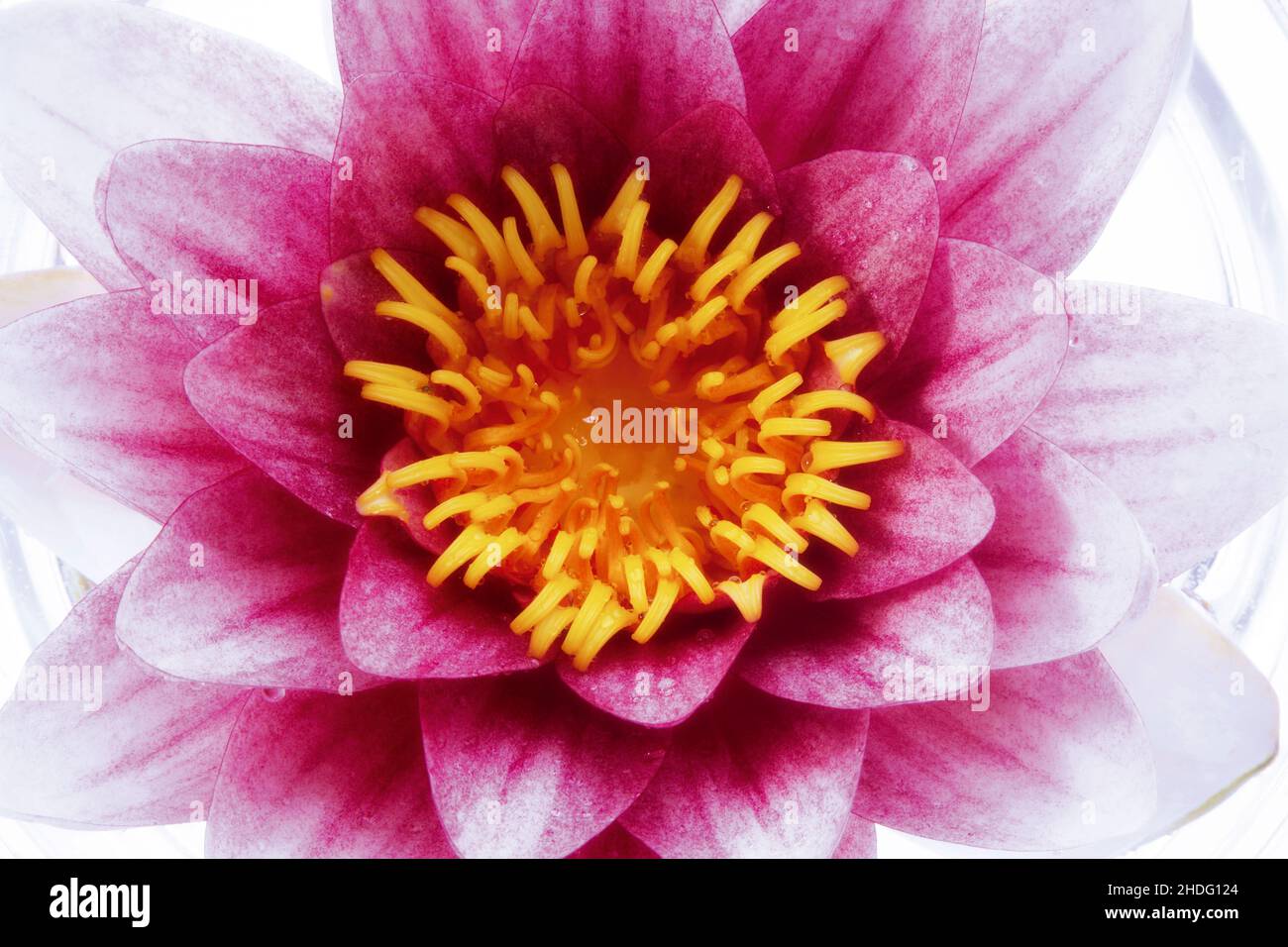 water lily pad, lily pad, lily pads, water lilies, water lily, water ...