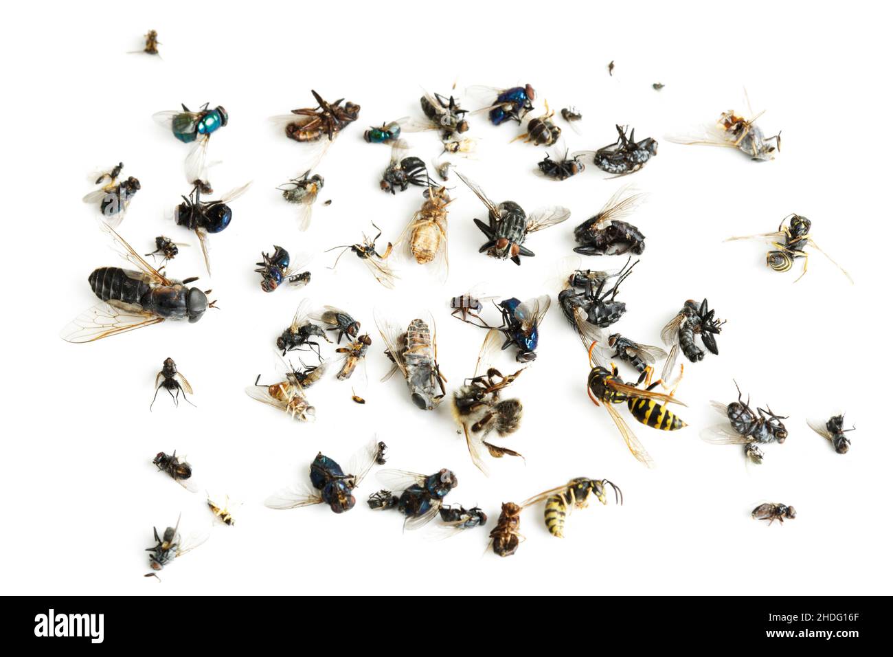 Pollinator decline hi-res stock photography and images - Alamy