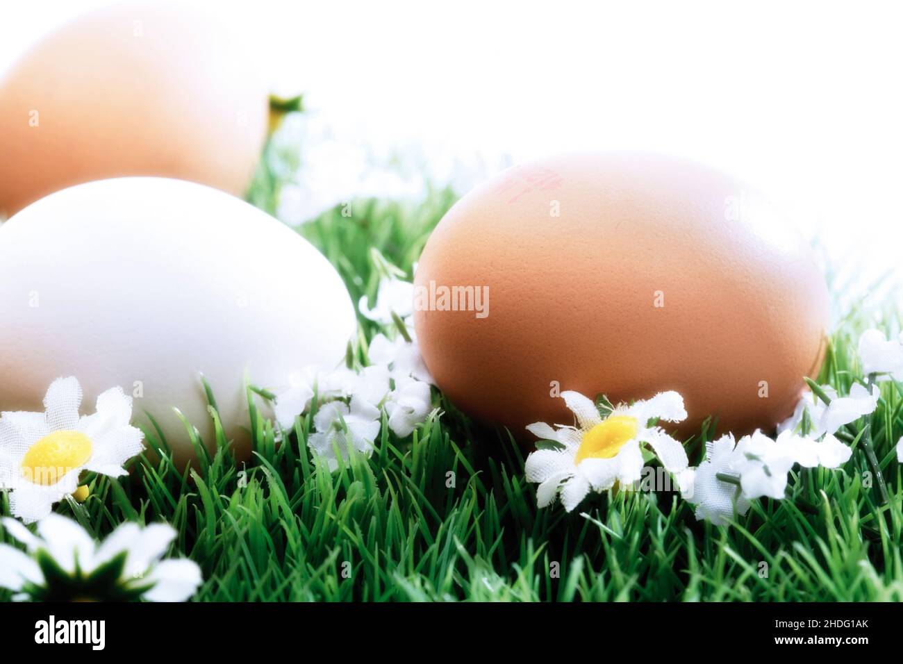 chicken egg, bio, chicken eggs, bios Stock Photo - Alamy