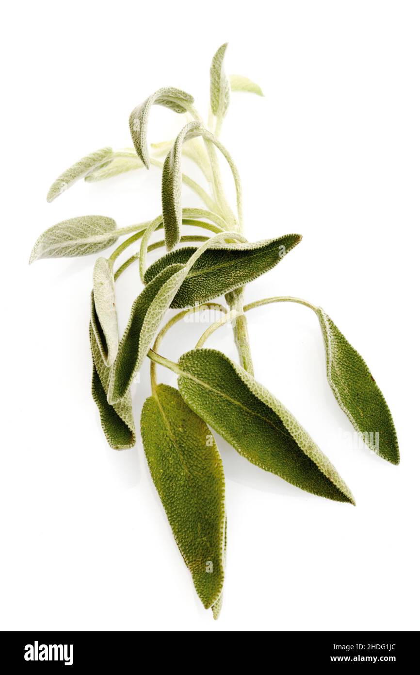 Sage branch hi-res stock photography and images - Alamy