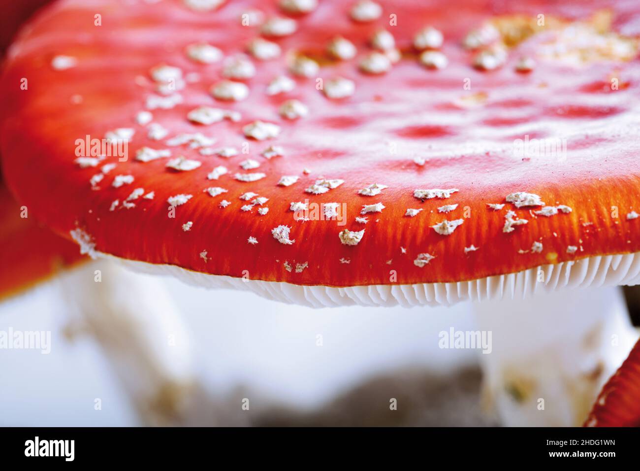 fly agaric, fly agarics Stock Photo - Alamy
