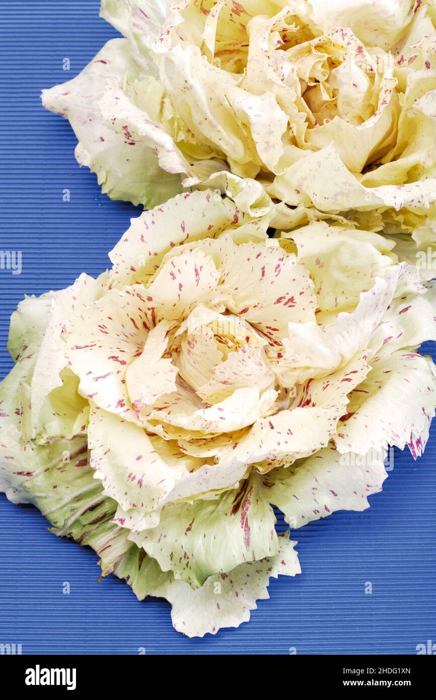 Castelfranco radicchio hi-res stock photography and images - Alamy