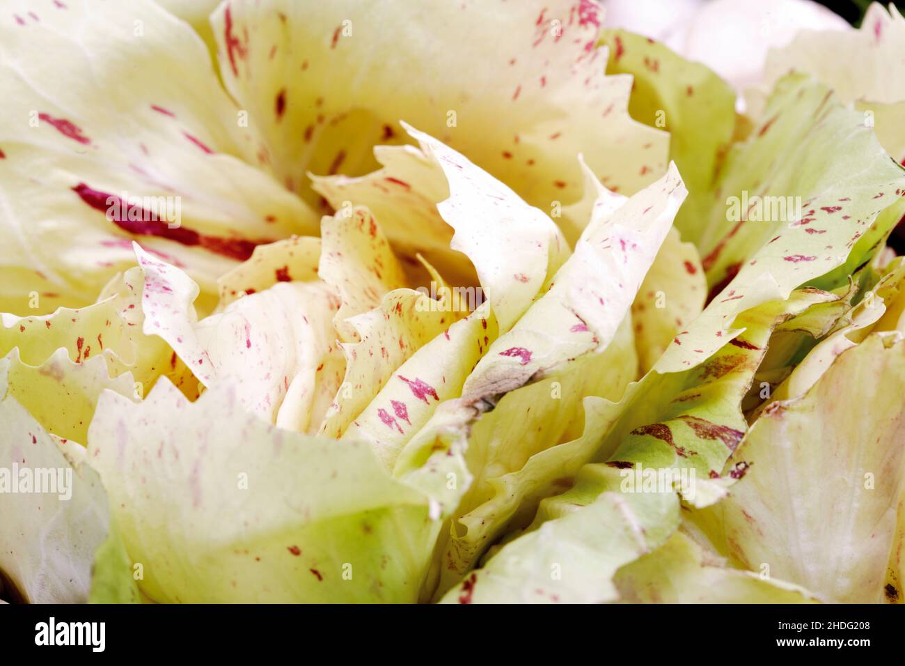 Radicchios hi-res stock photography and images - Alamy