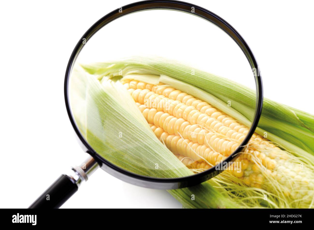 genetic modified corn, examining, genetic modified corns, genetically ...