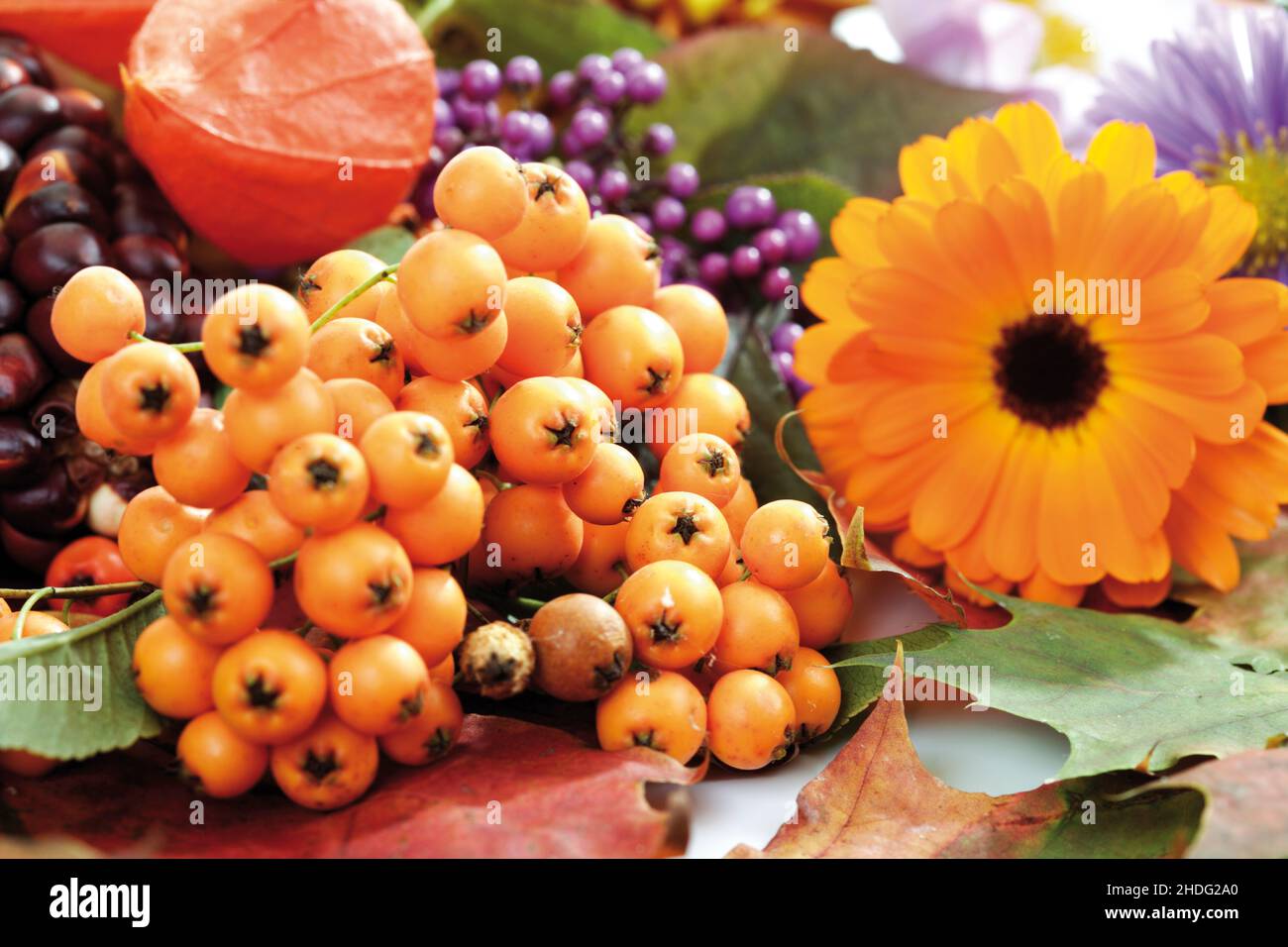 Firethorn blossoms hi-res stock photography and images - Alamy