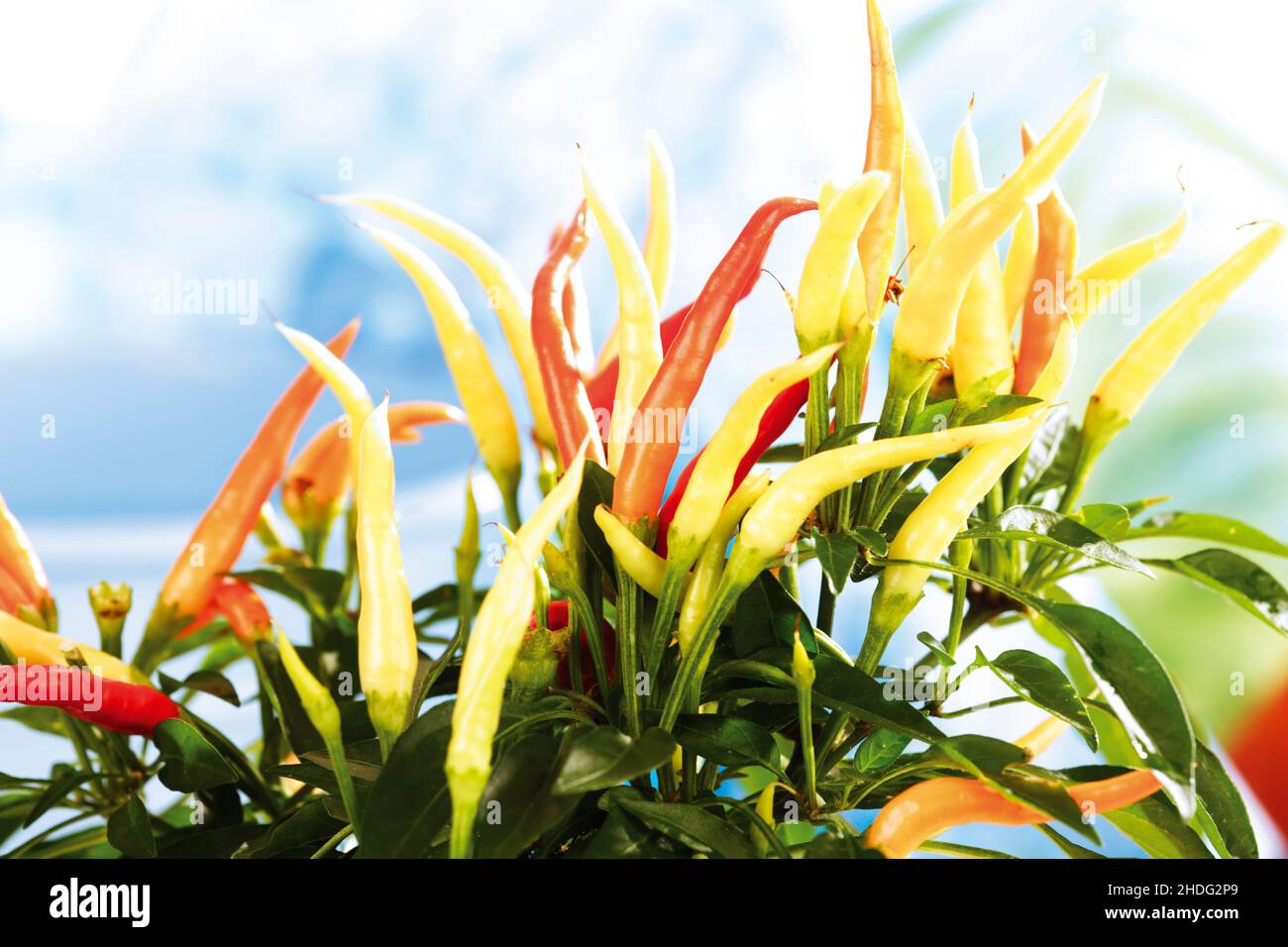 Pepperoni plant hi-res stock photography and images - Alamy