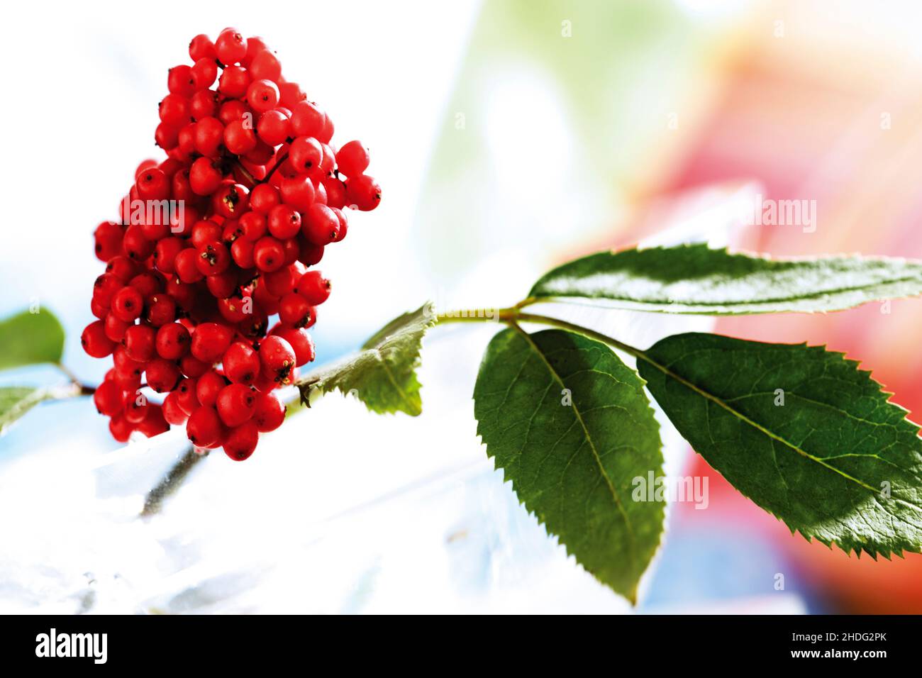 red elderberry, sambucus racemosa Stock Photo - Alamy