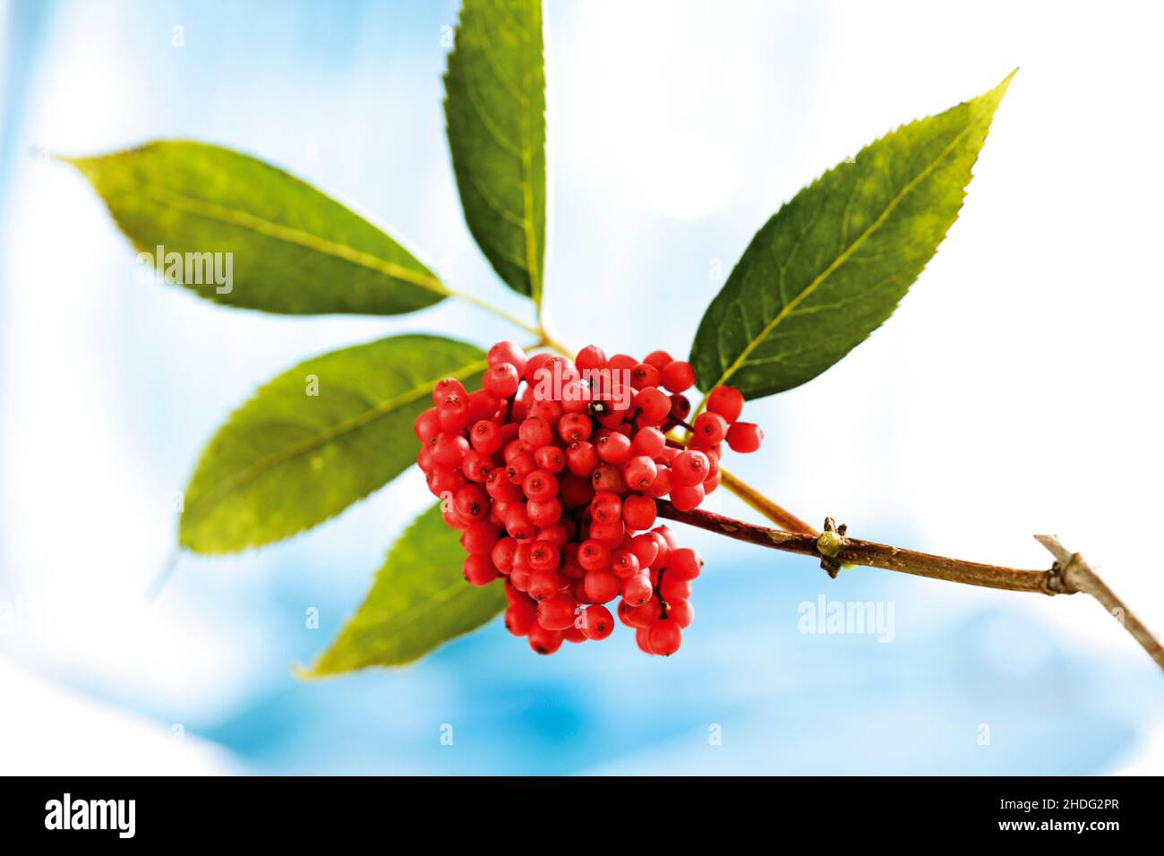 red elderberry, sambucus racemosa Stock Photo - Alamy