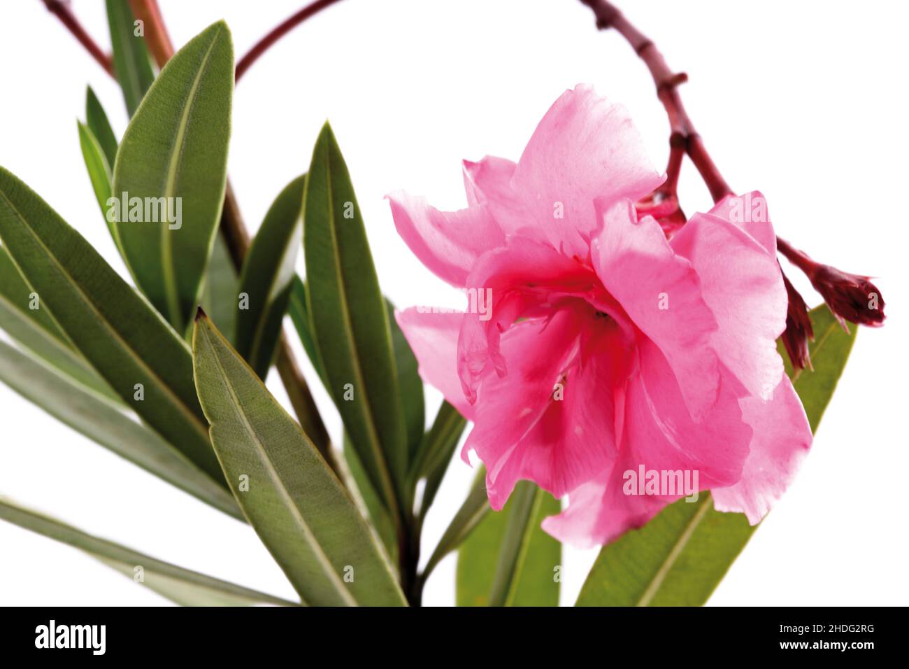 flowering oleander, oleander, flowering oleanders, oleanders Stock ...