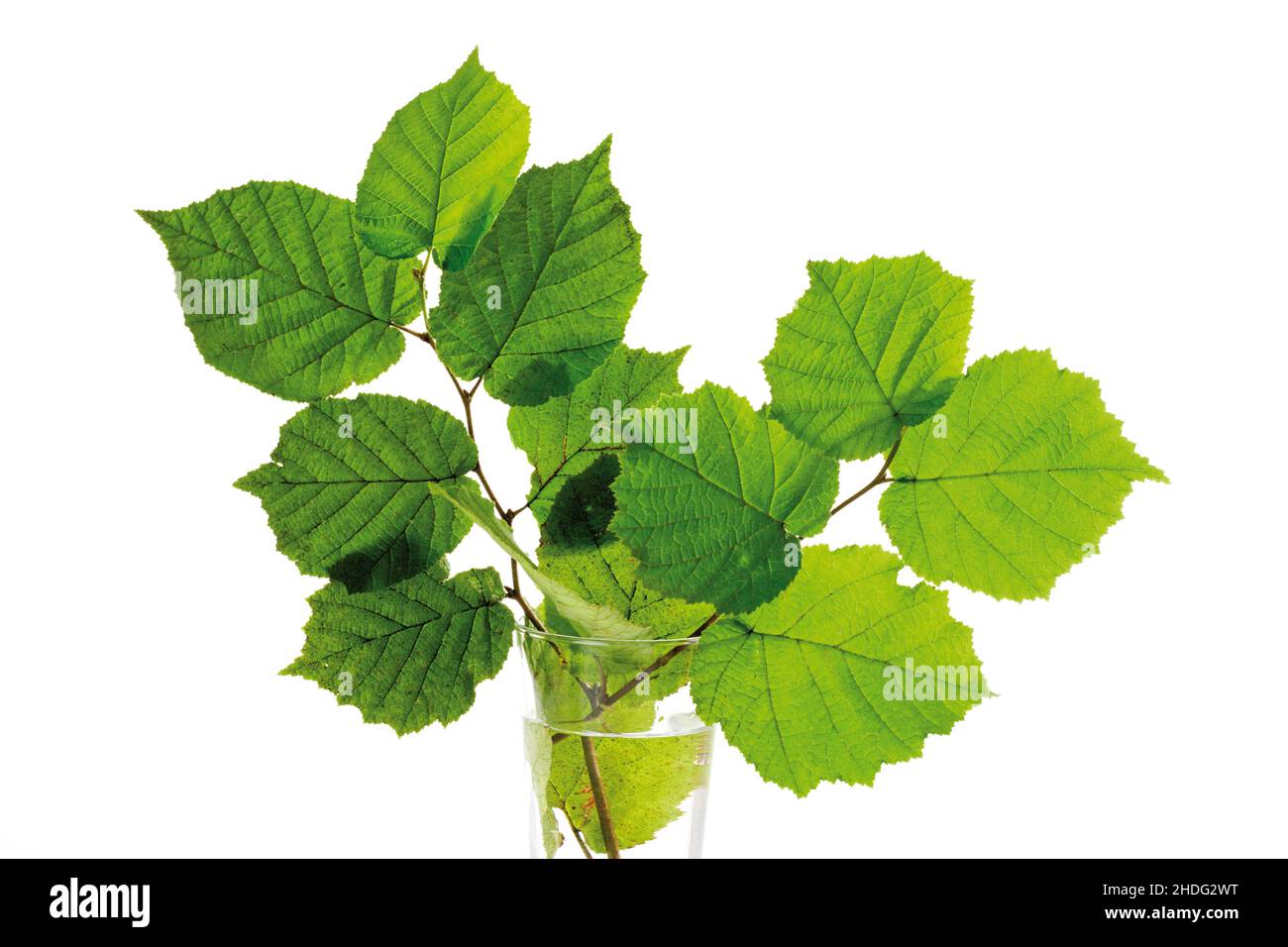 hazel tree, hazel trees Stock Photo - Alamy