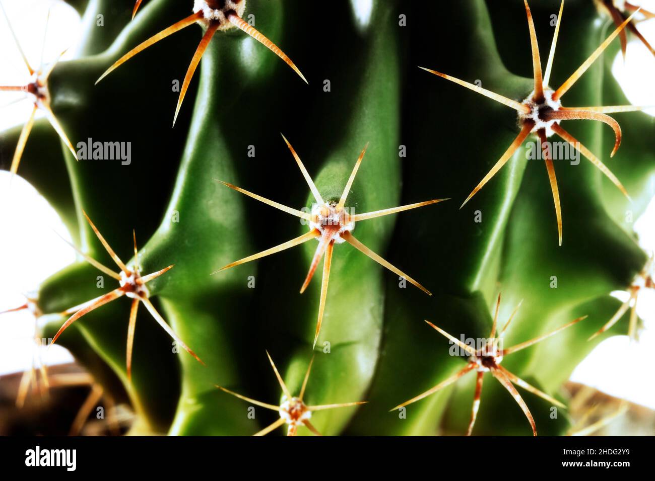 Close up shot cactus spikes hi-res stock photography and images - Alamy