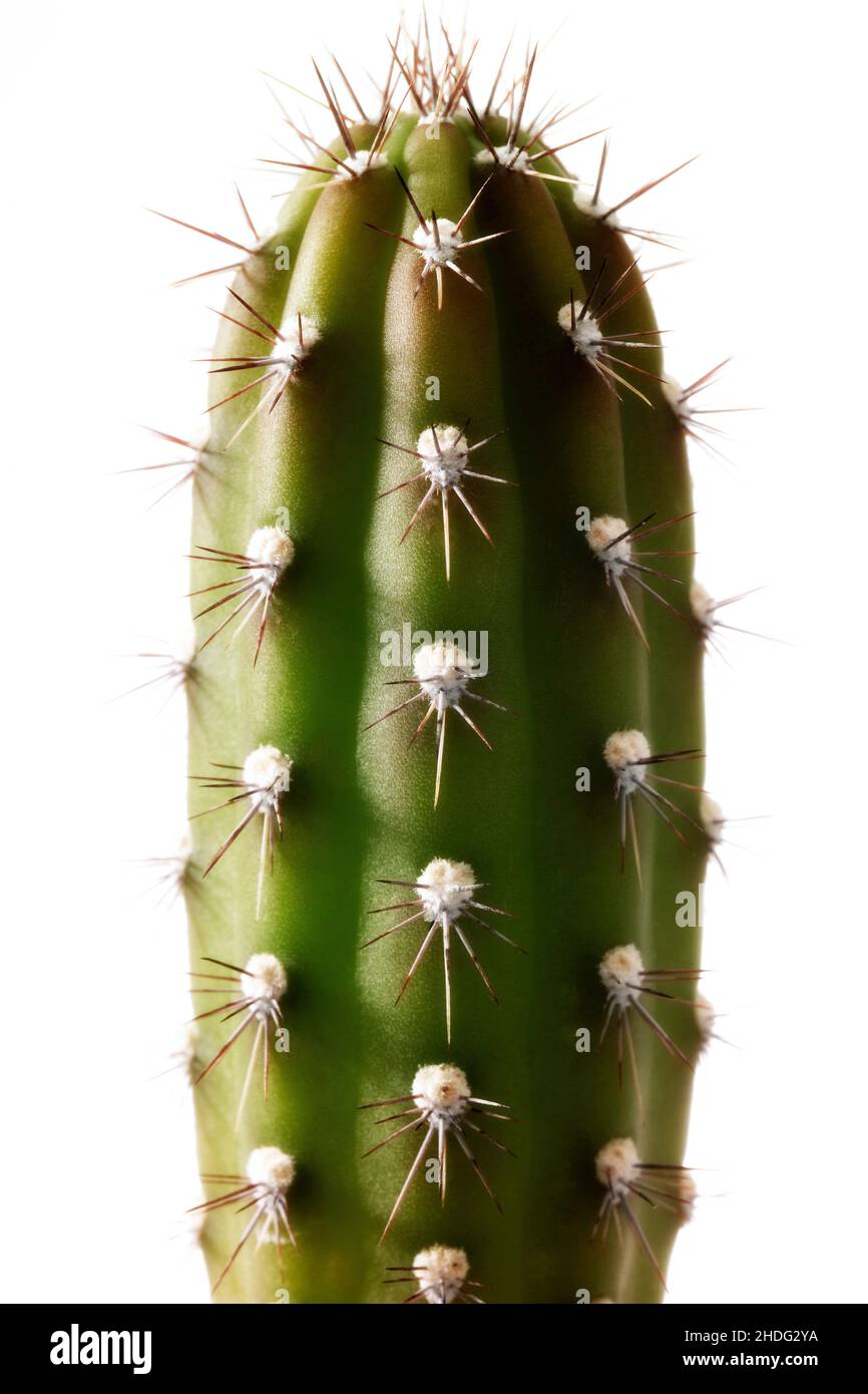 cactus, thorn, spine Stock Photo - Alamy