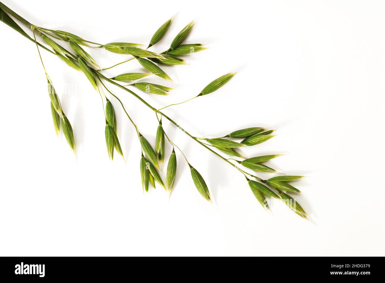 oat, oat ear, oats, oat ears Stock Photo - Alamy