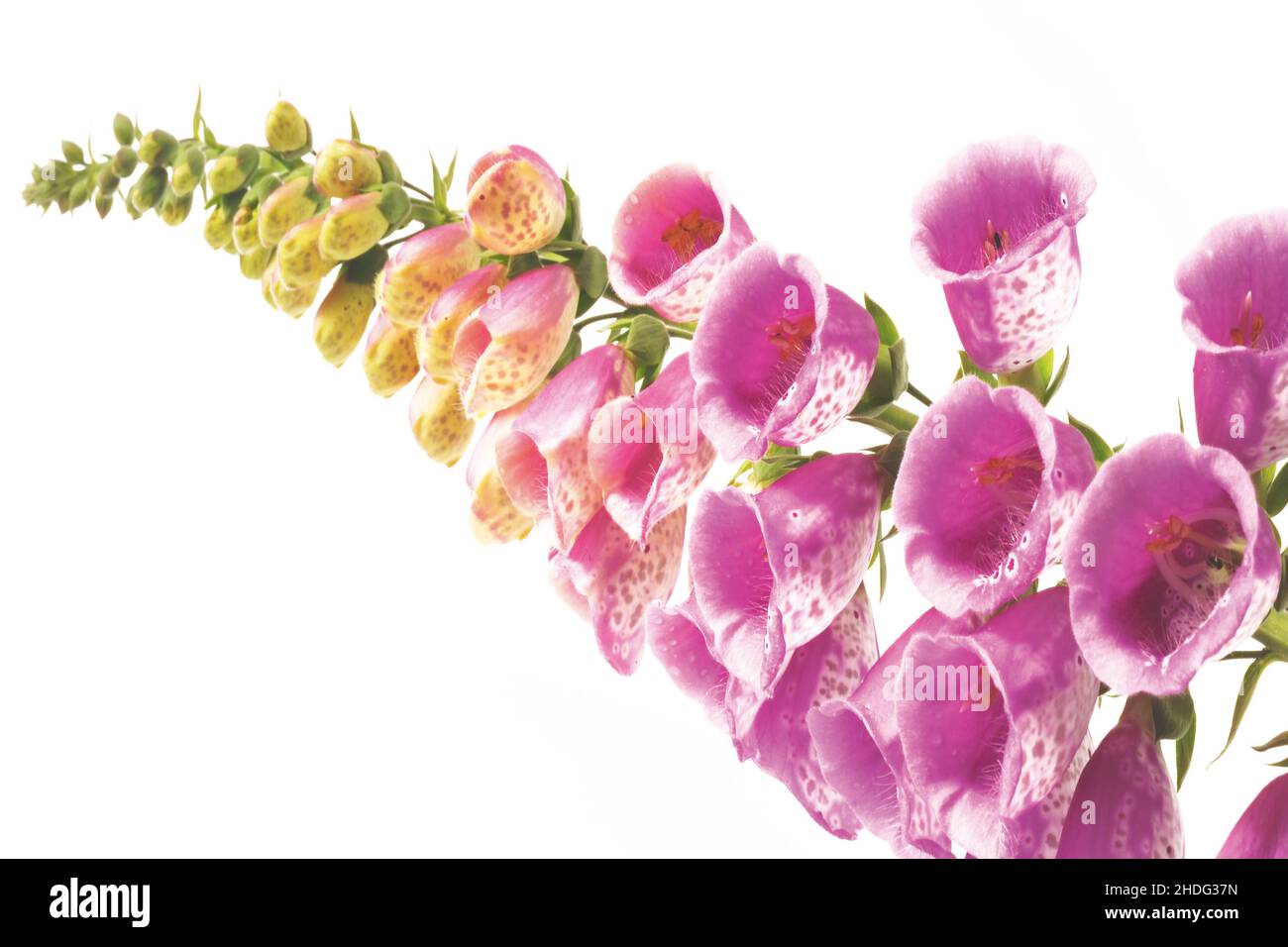 foxglove, poisonous plants, foxgloves Stock Photo - Alamy
