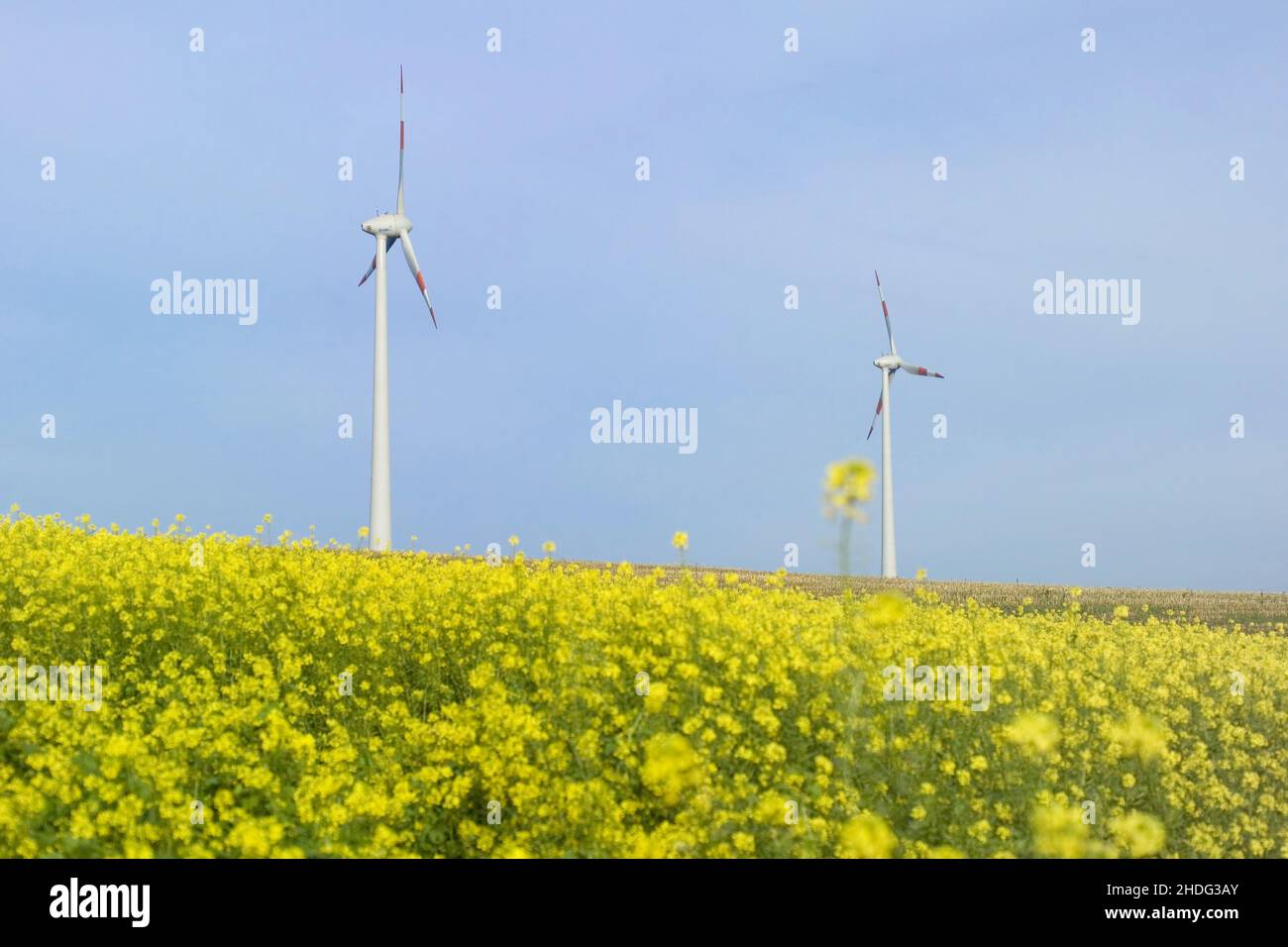 rape field, pinwheel, renewable energy, rape fields, pinwheels ...