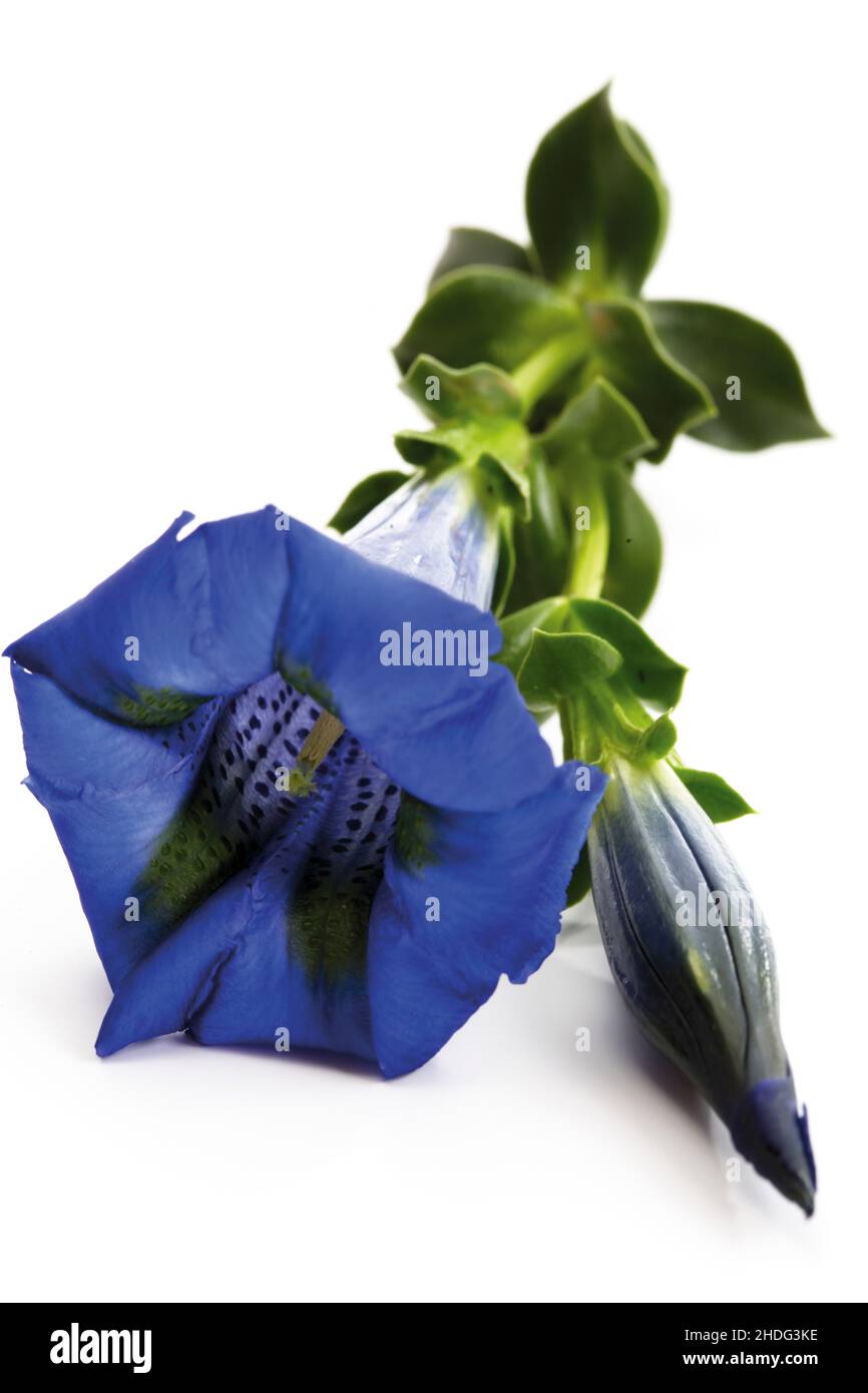 Gentianas hi-res stock photography and images - Alamy