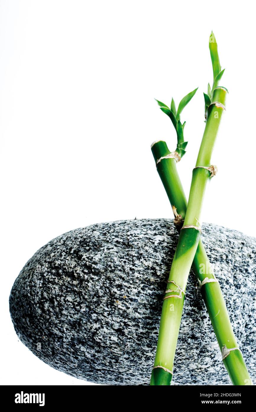 pebble, bamboo, pebbles, bamboos Stock Photo - Alamy