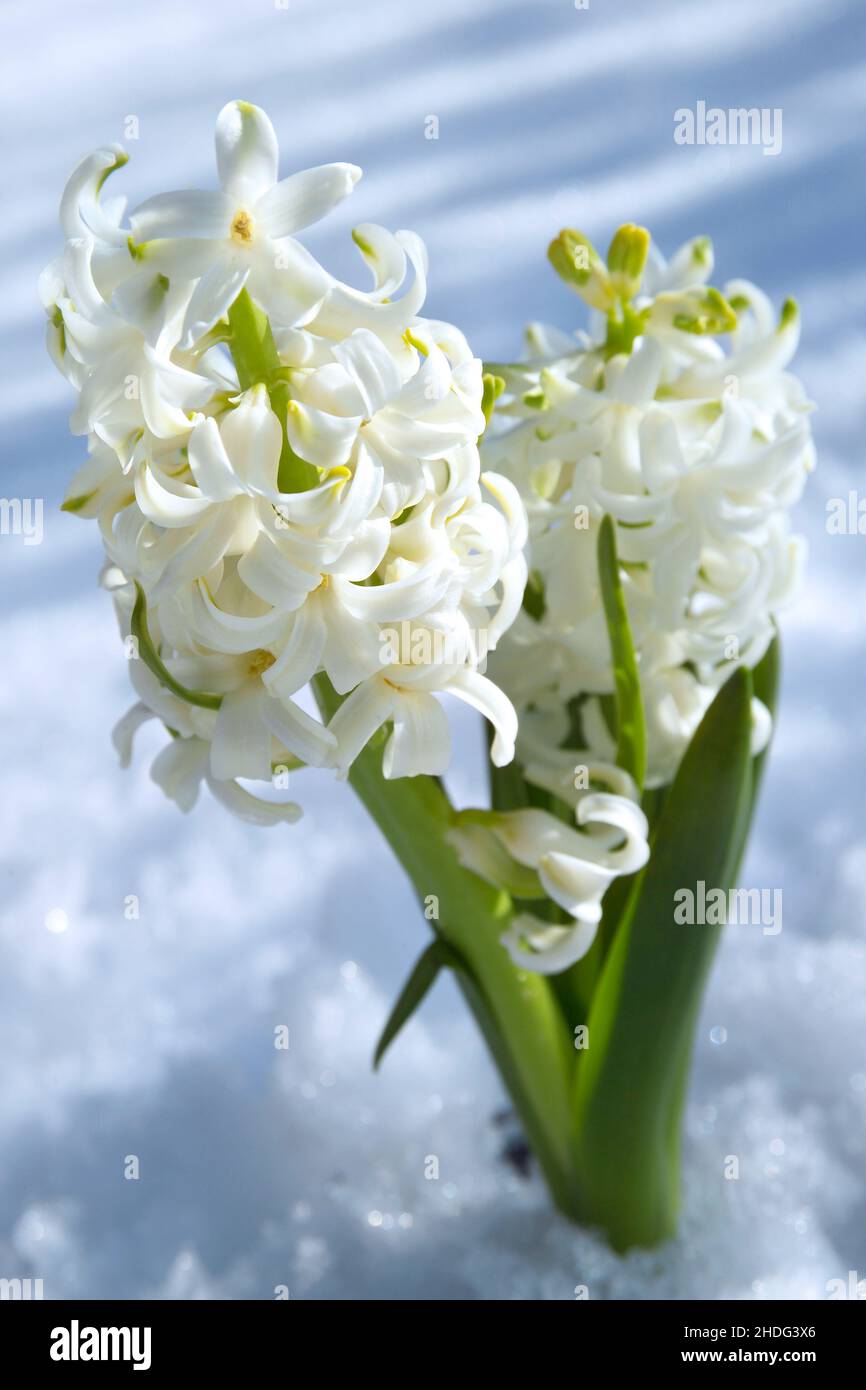 spring, hyacinth, hyacinths Stock Photo - Alamy