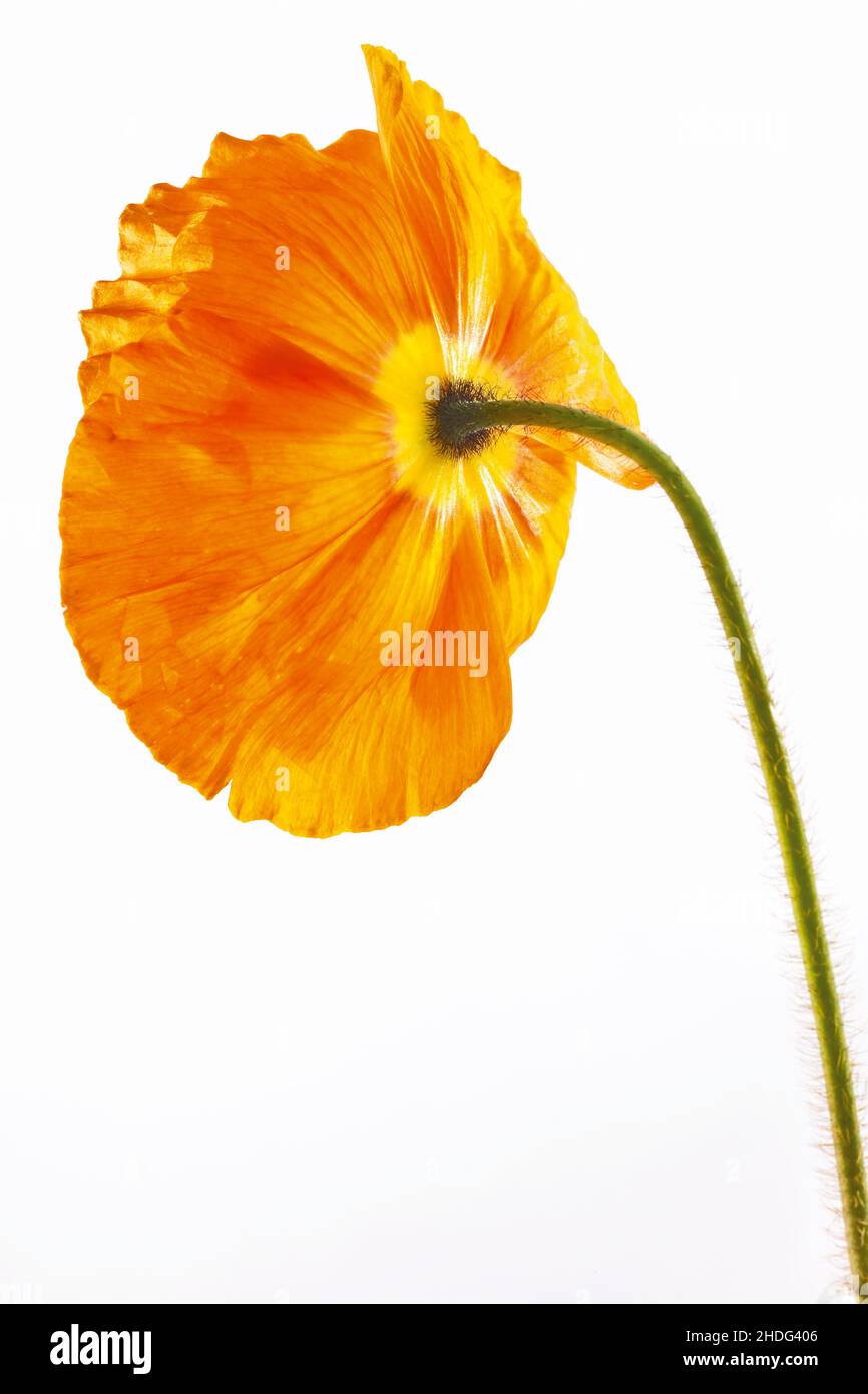 Iceland poppy plants hi-res stock photography and images - Alamy