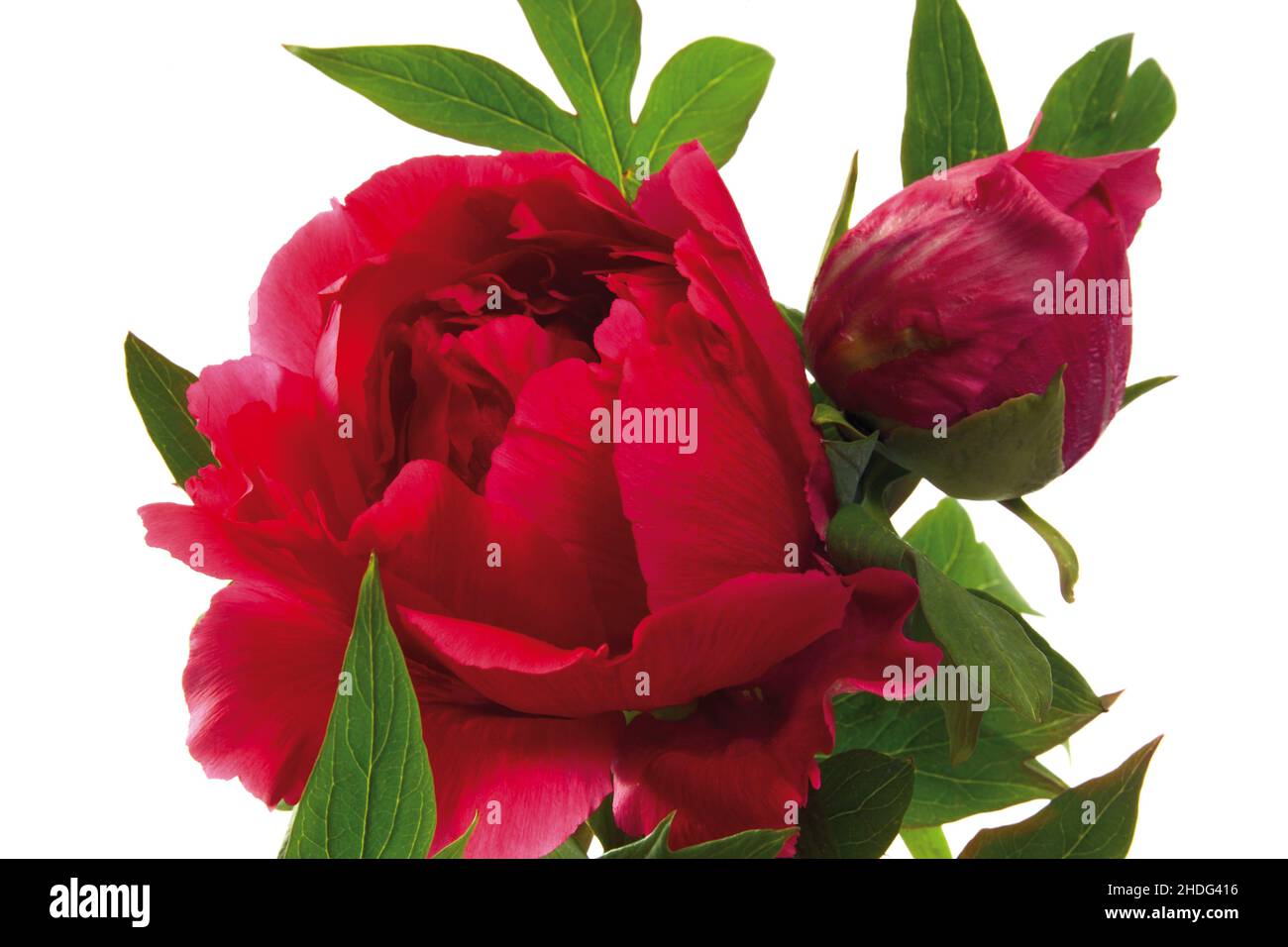 White peony cut out hi-res stock photography and images - Alamy