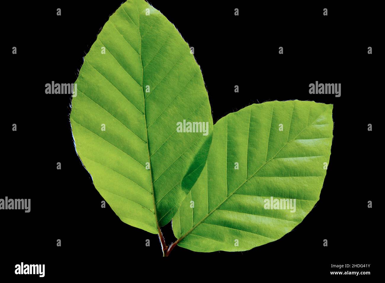 Shapes on leaves hi-res stock photography and images - Alamy