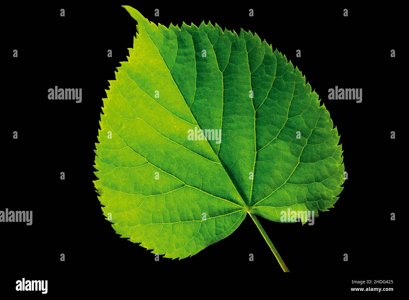 vein, lime tree, leaf shape, veins, lime trees, leaf shapes Stock Photo ...