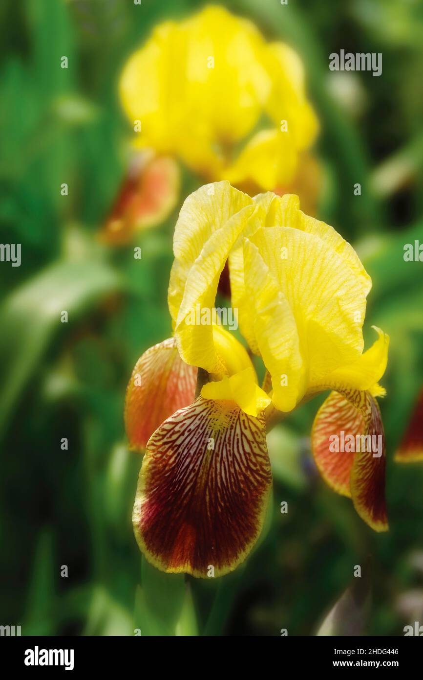 swamp-edged sword lily, swamp-edged sword lilies Stock Photo - Alamy