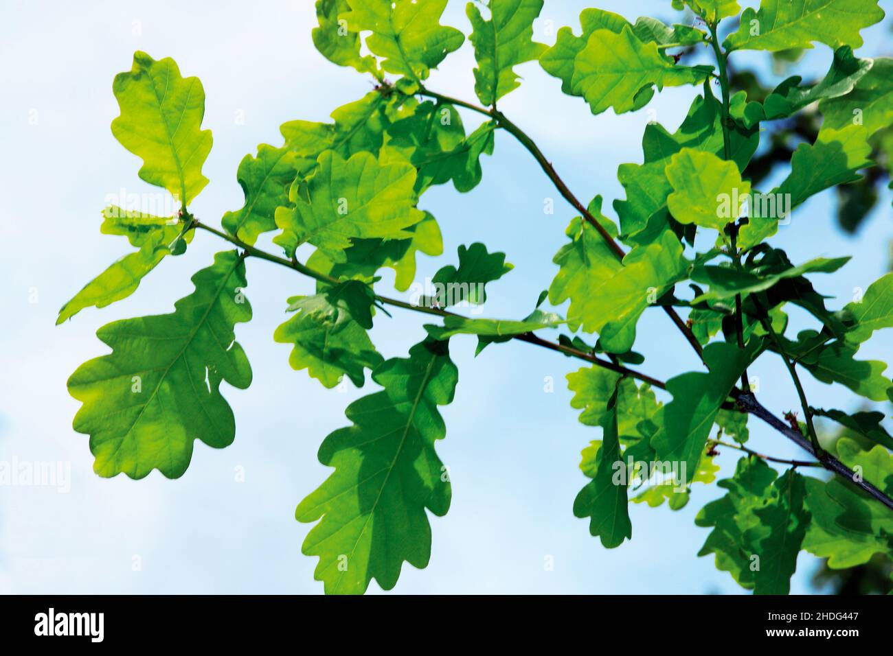 Oak leaf shapes hi-res stock photography and images - Alamy