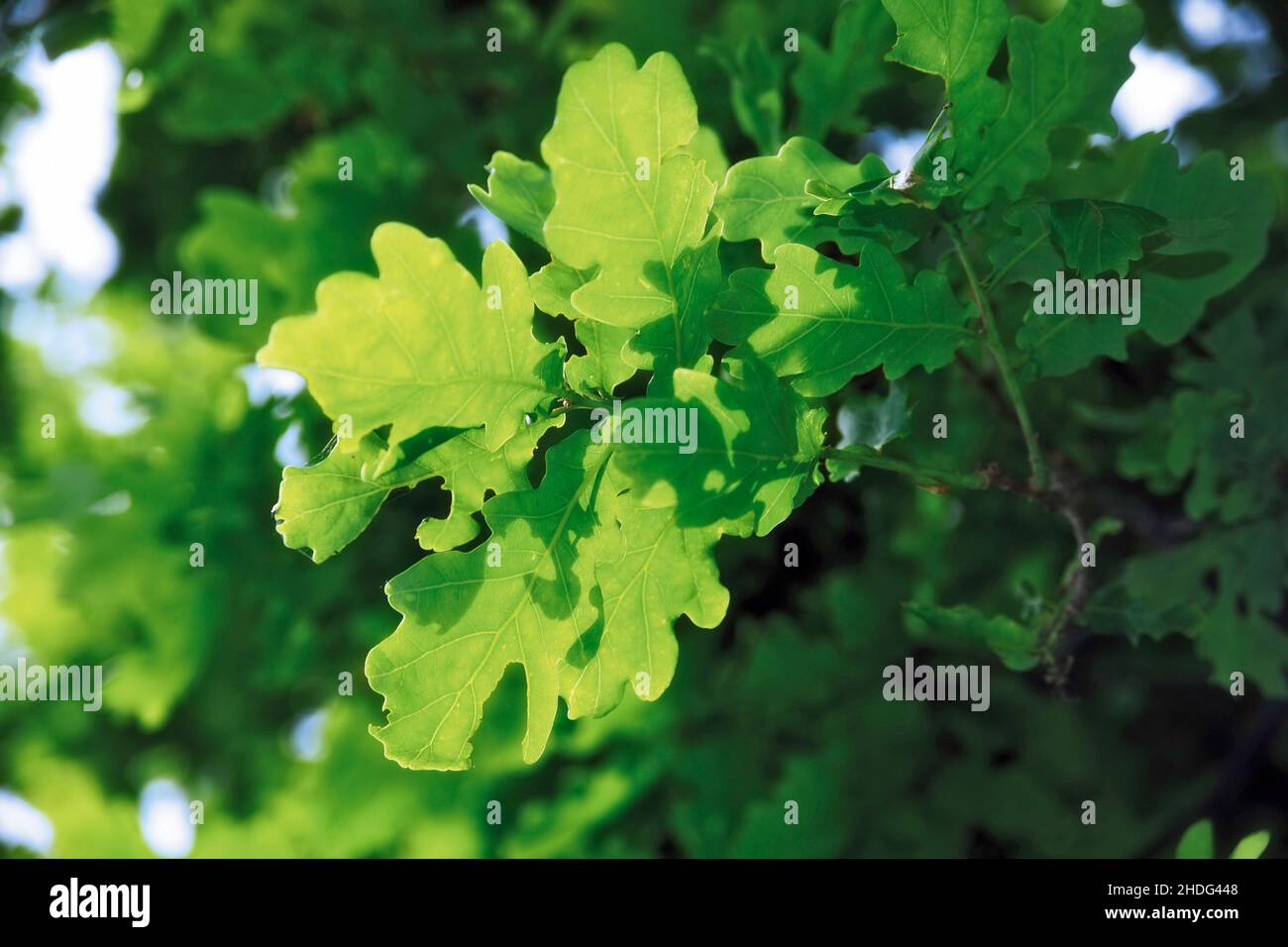Oak leaf shape hi-res stock photography and images - Alamy