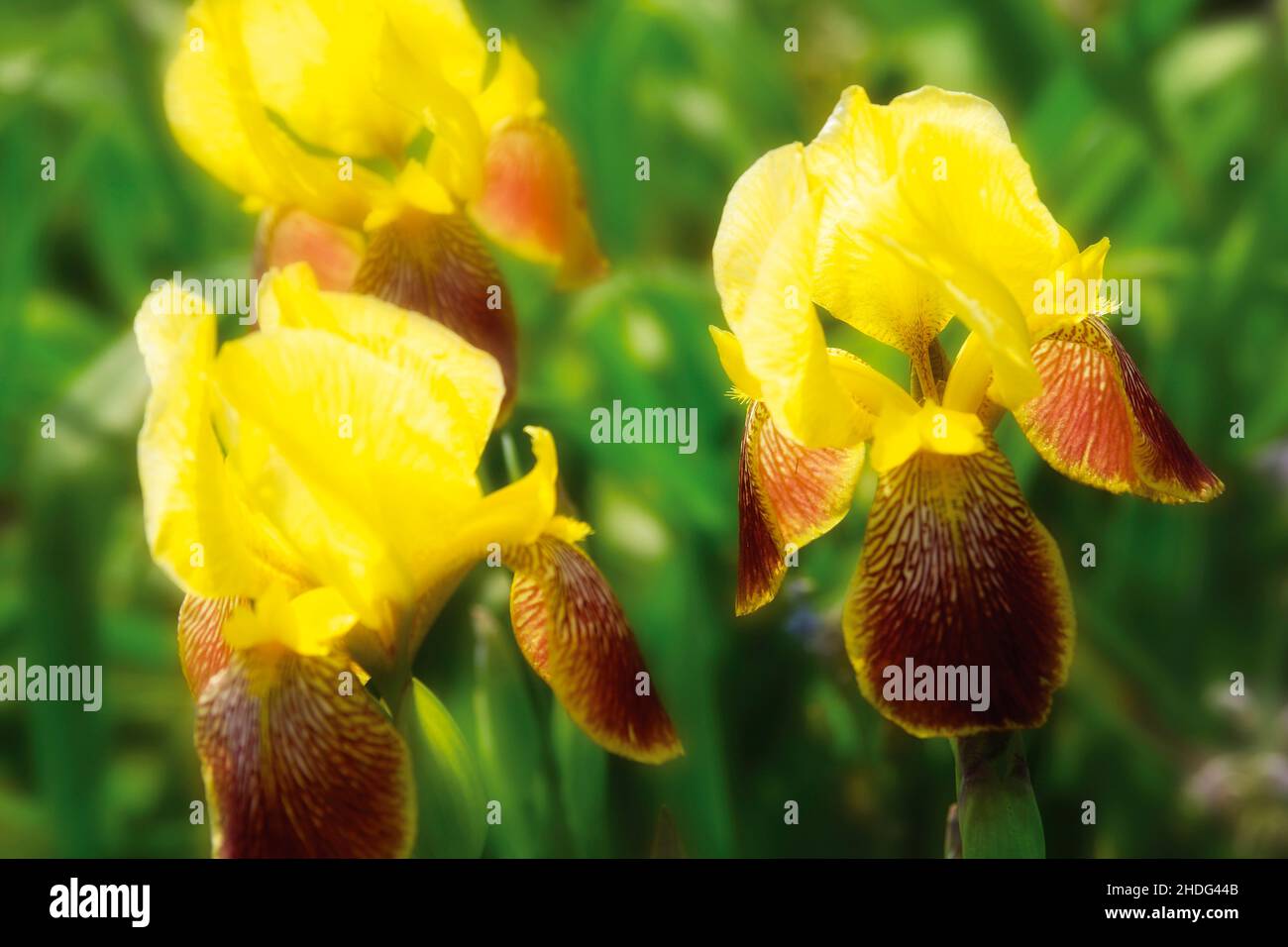 swamp-edged sword lily, swamp-edged sword lilies Stock Photo - Alamy