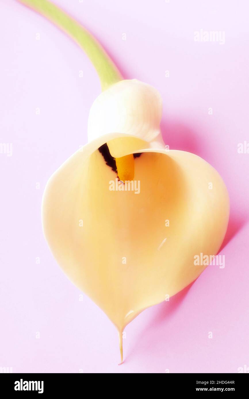 Calla lily plants hi-res stock photography and images - Alamy