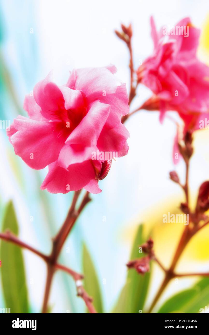 Oleanders blossoms hi-res stock photography and images - Alamy