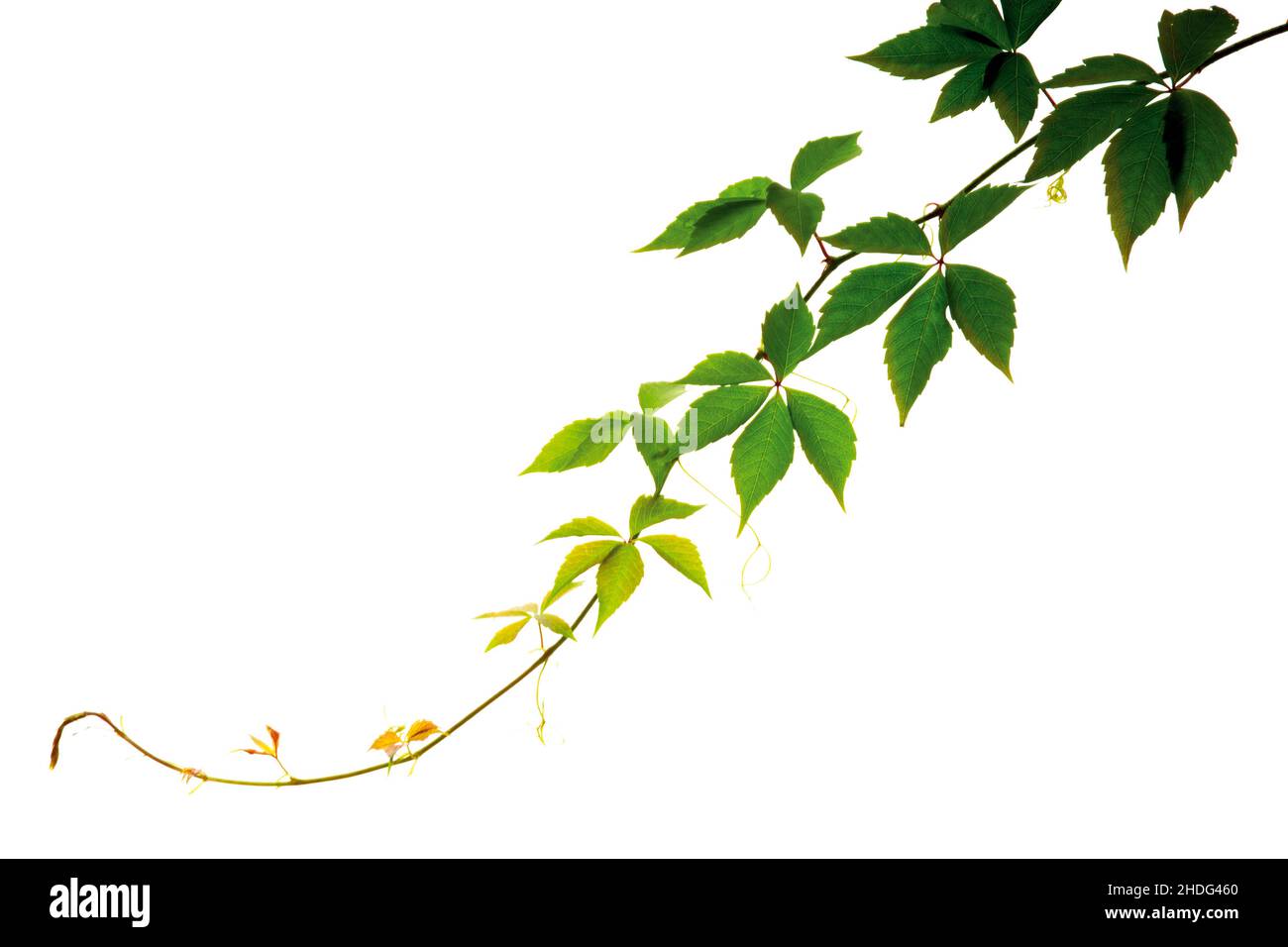 Vine branchs hi-res stock photography and images - Alamy