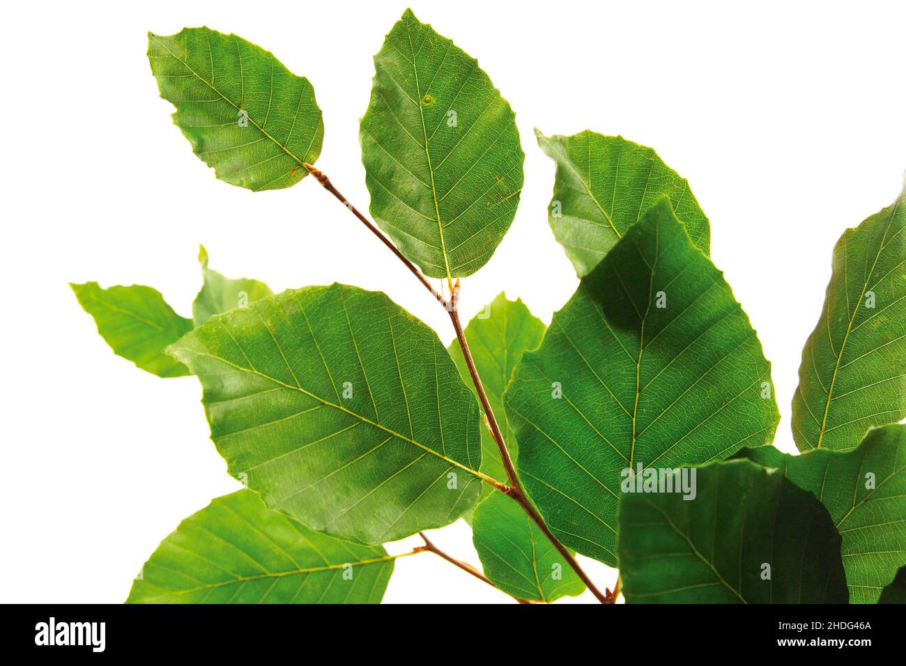 Veins and shape of beech tree leaves hi-res stock photography and ...