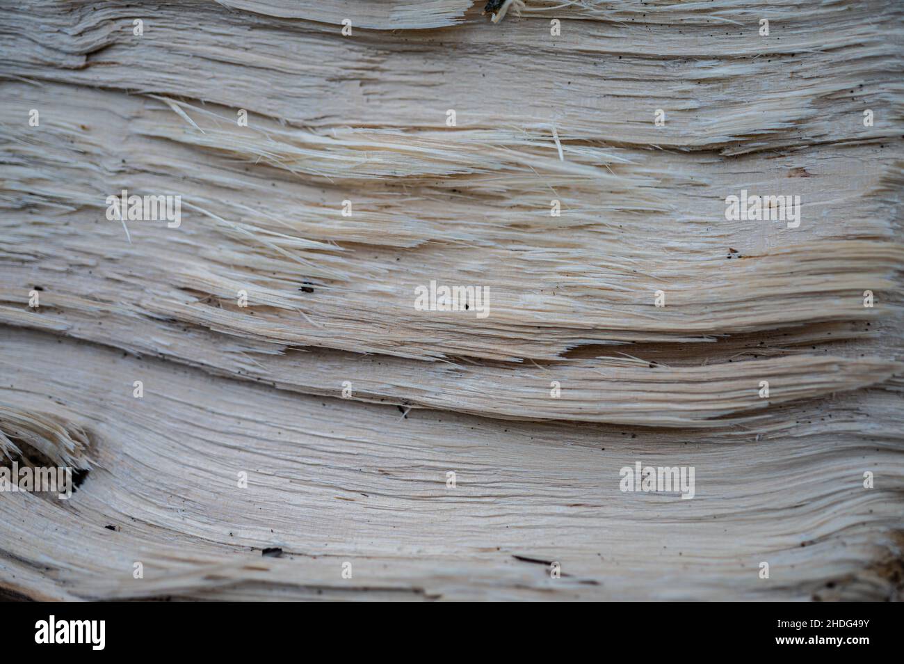 Fresh wood log texture background. European hornbeam, Carpinus betulus ...