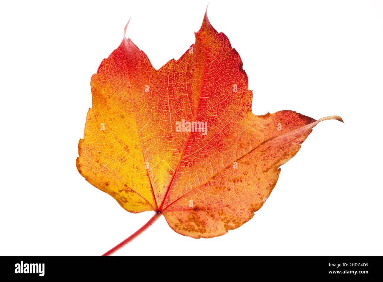 grape leaf, grape leafs Stock Photo - Alamy