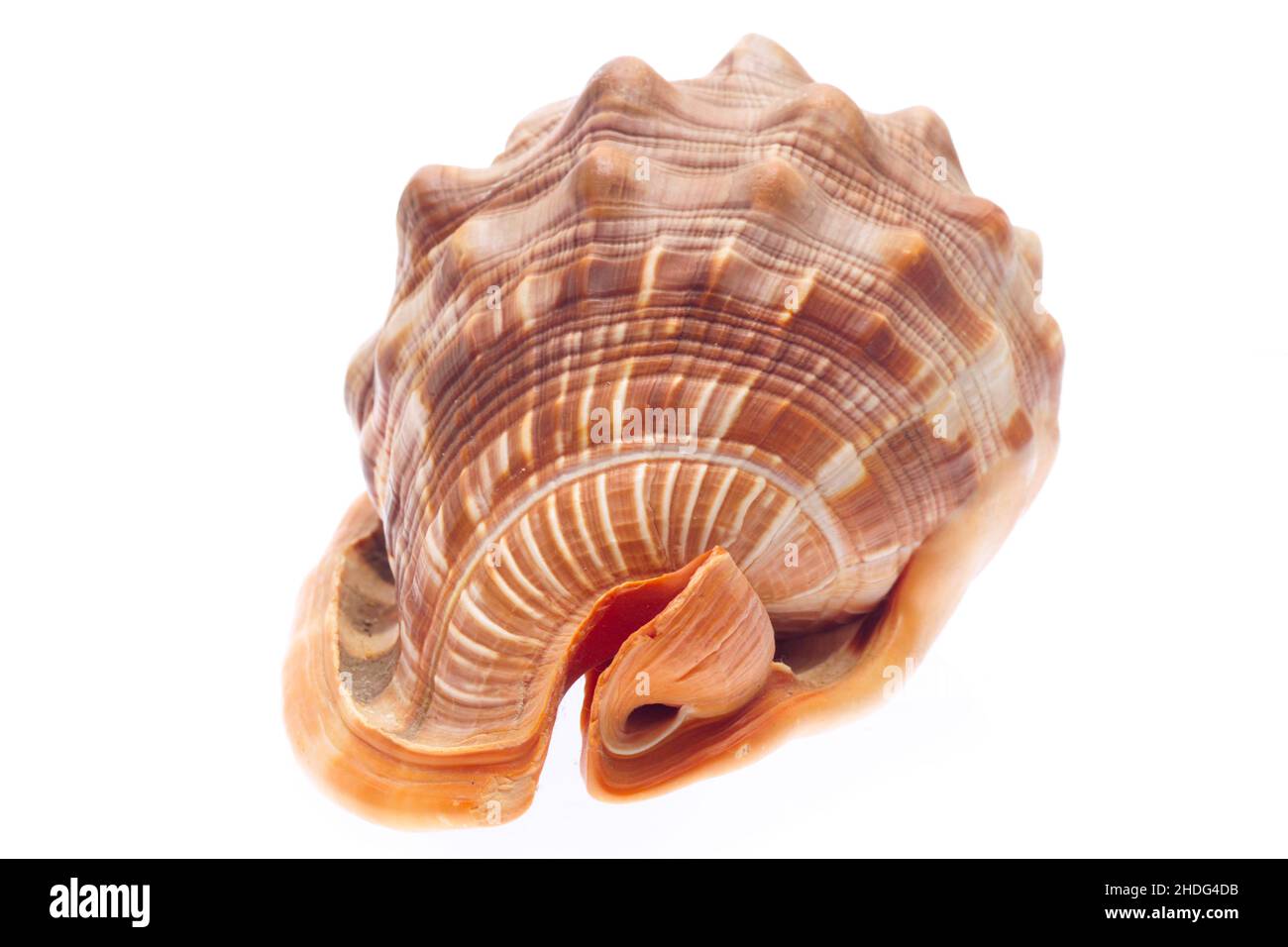 Striped mussels hi-res stock photography and images - Alamy